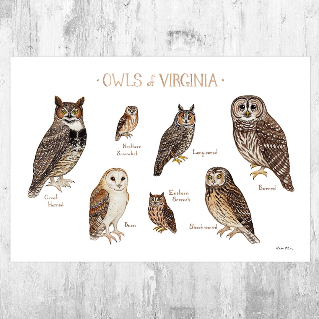 Virginia Owls Field Guide Art Print / Watercolor Painting / Wall Art ...