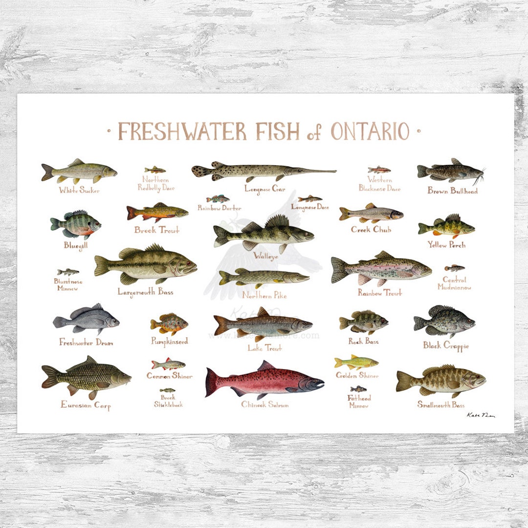 Ontario Freshwater Fish Field Guide Art Print / Canada Fish Nature ...