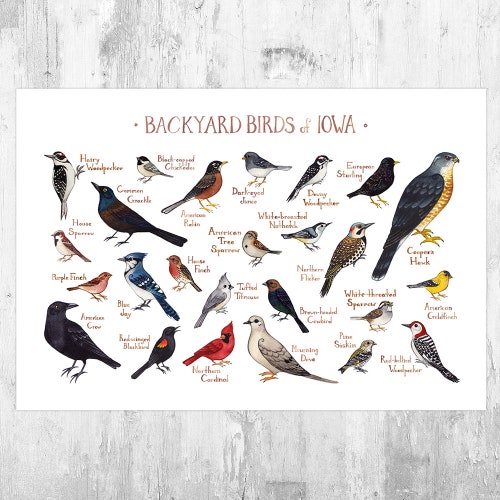 Iowa Backyard Birds Field Guide Art Print / Watercolor | Etsy
