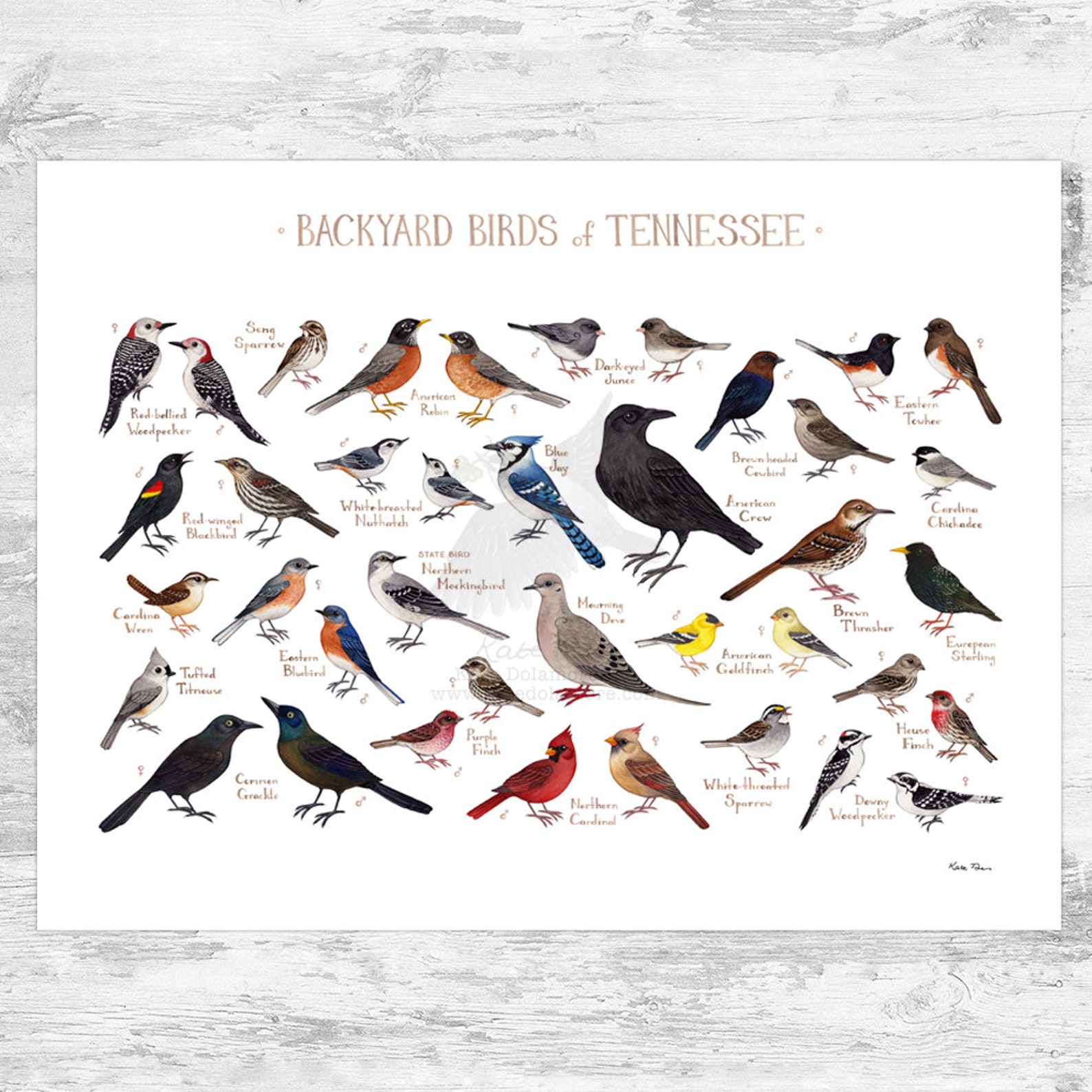 Tennessee Backyard Birds Field Guide Art Print / Watercolor - Etsy