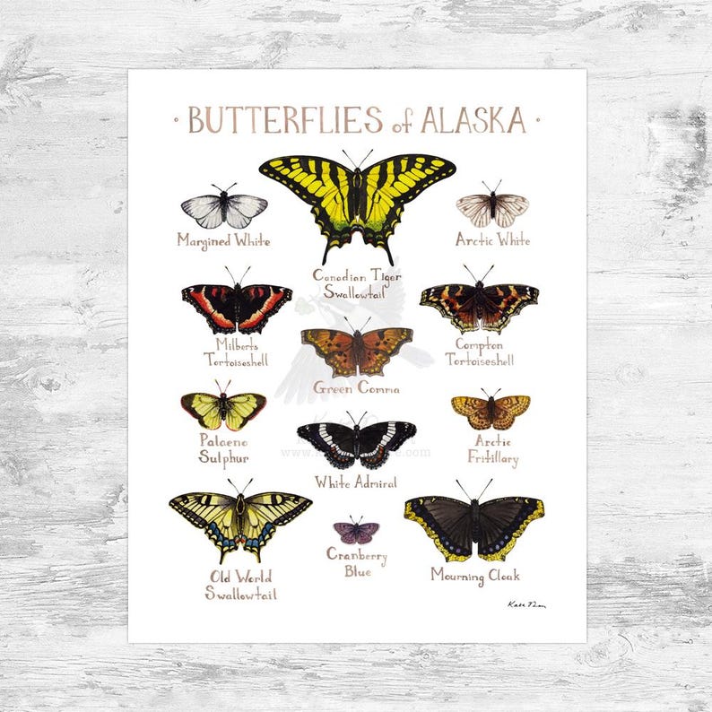 Alaska Butterflies Field Guide Art Print Mini 8x10 - Etsy
