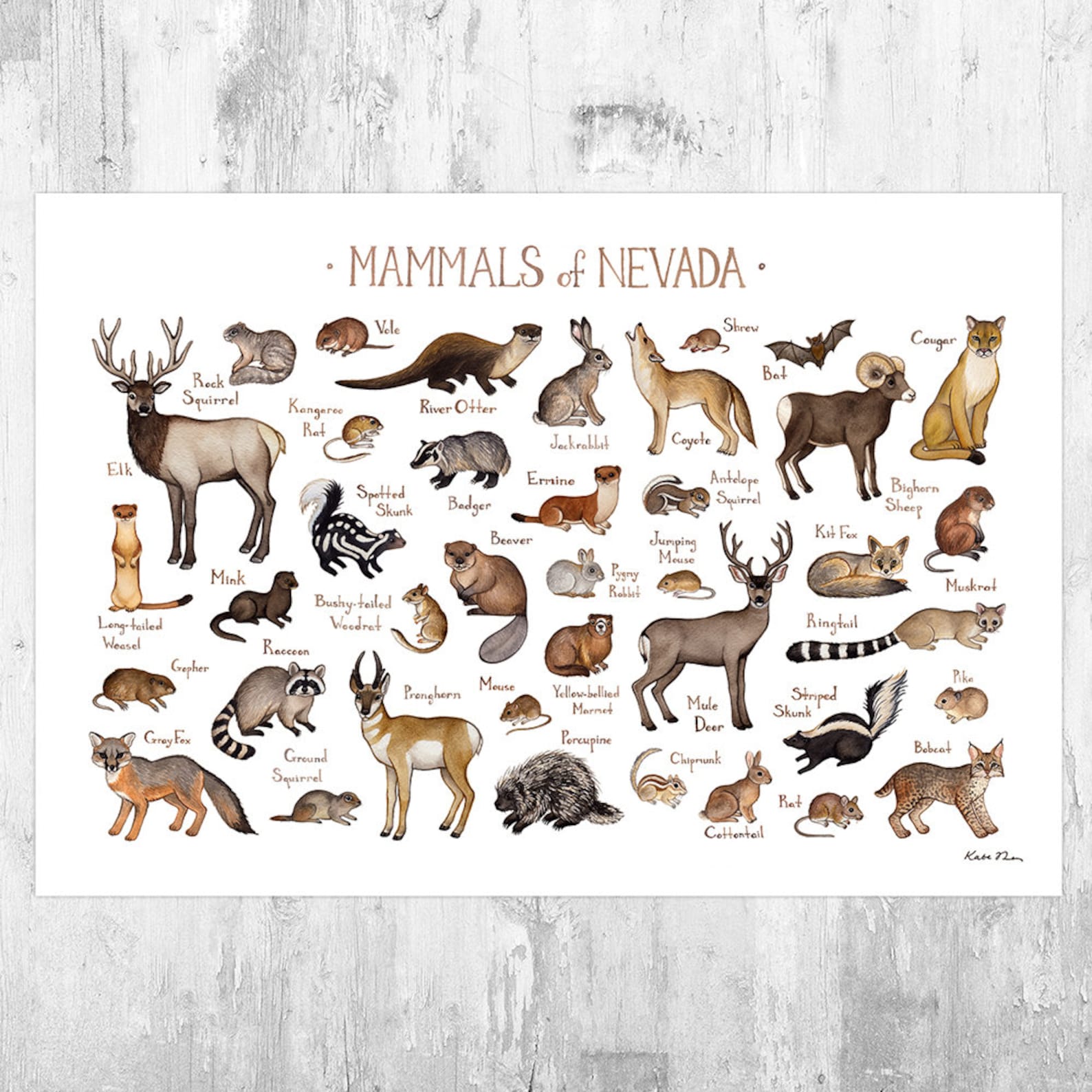 Nevada Mammals Field Guide Art Print / Animals of Nevada / - Etsy