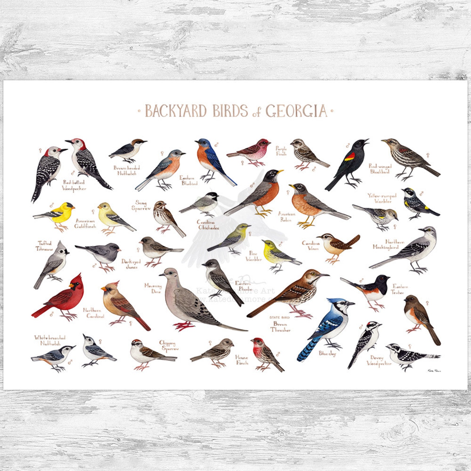 Georgia Backyard Birds Field Guide Art Print / Watercolor - Etsy