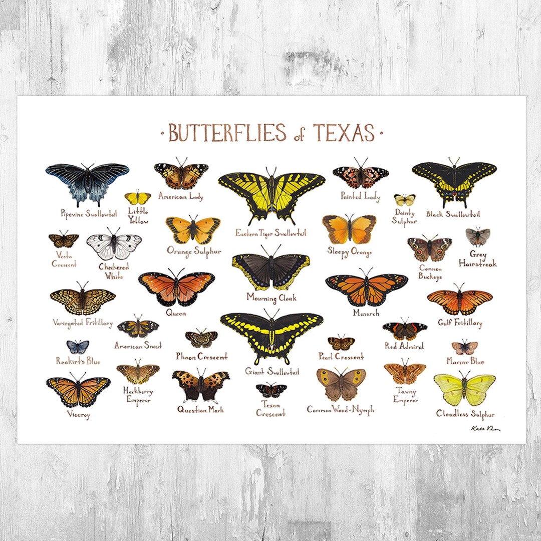 Texas Butterflies Field Guide Art Print / Butterfly Poster / Watercolor ...