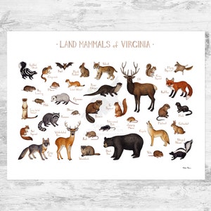 Virginia Land Mammals Field Guide Art Print / Animals of Virginia ...