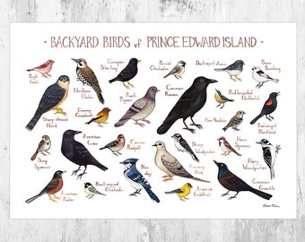 Florida Backyard Birds Field Guide Art Print / Watercolor - Etsy