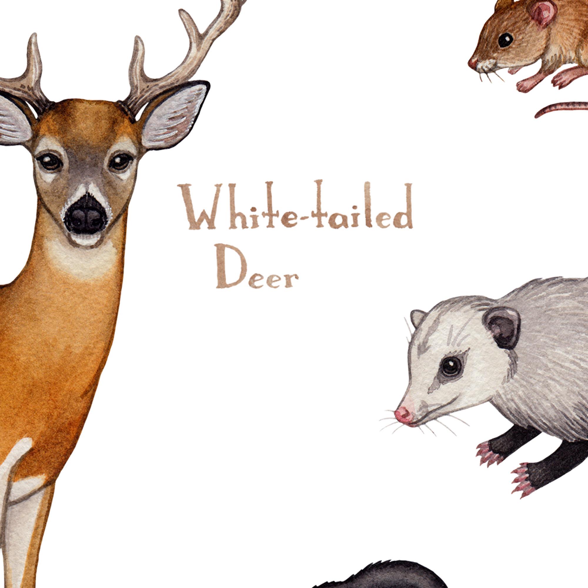 Georgia Land Mammals Field Guide Art Print / Animals of Georgia ...