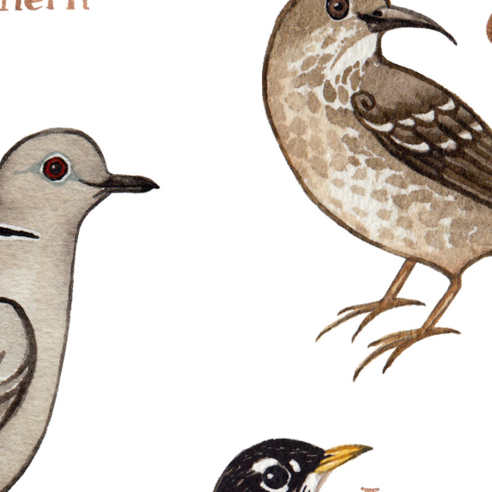 New Mexico Backyard Birds Field Guide Art Print / Watercolor | Etsy