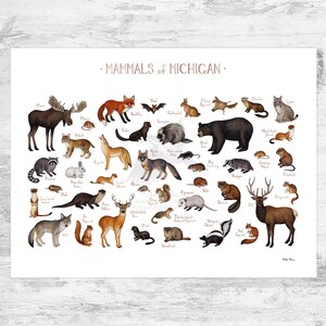 Michigan Mammals Field Guide Art Print / Animals of Michigan ...