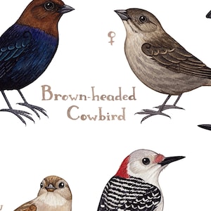 Mississippi Backyard Birds Field Guide Art Print / Watercolor Painting ...