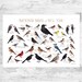 New York Backyard Birds Field Guide Art Print / Watercolor Painting ...