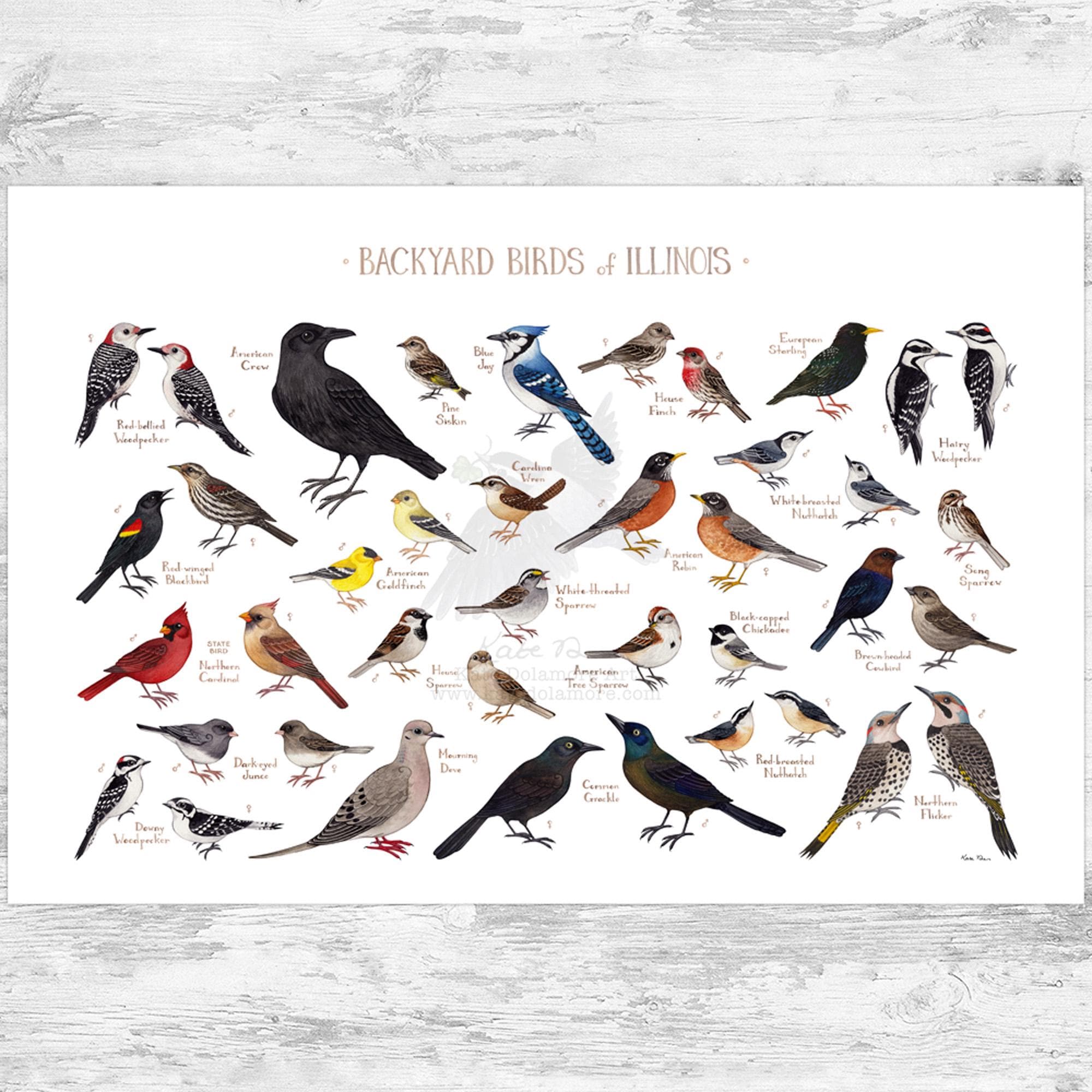 Illinois Backyard Birds Field Guide Art Print / Watercolor Painting ...