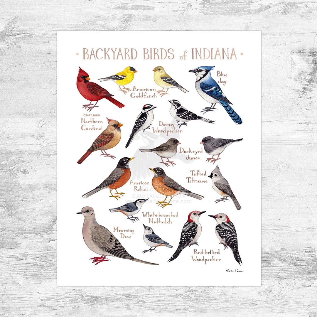 Indiana Backyard Birds Field Guide Art Print Mini 8x10 - Etsy