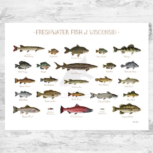 Wisconsin Freshwater Fish Field Guide Art Print / Fish Nature Study ...