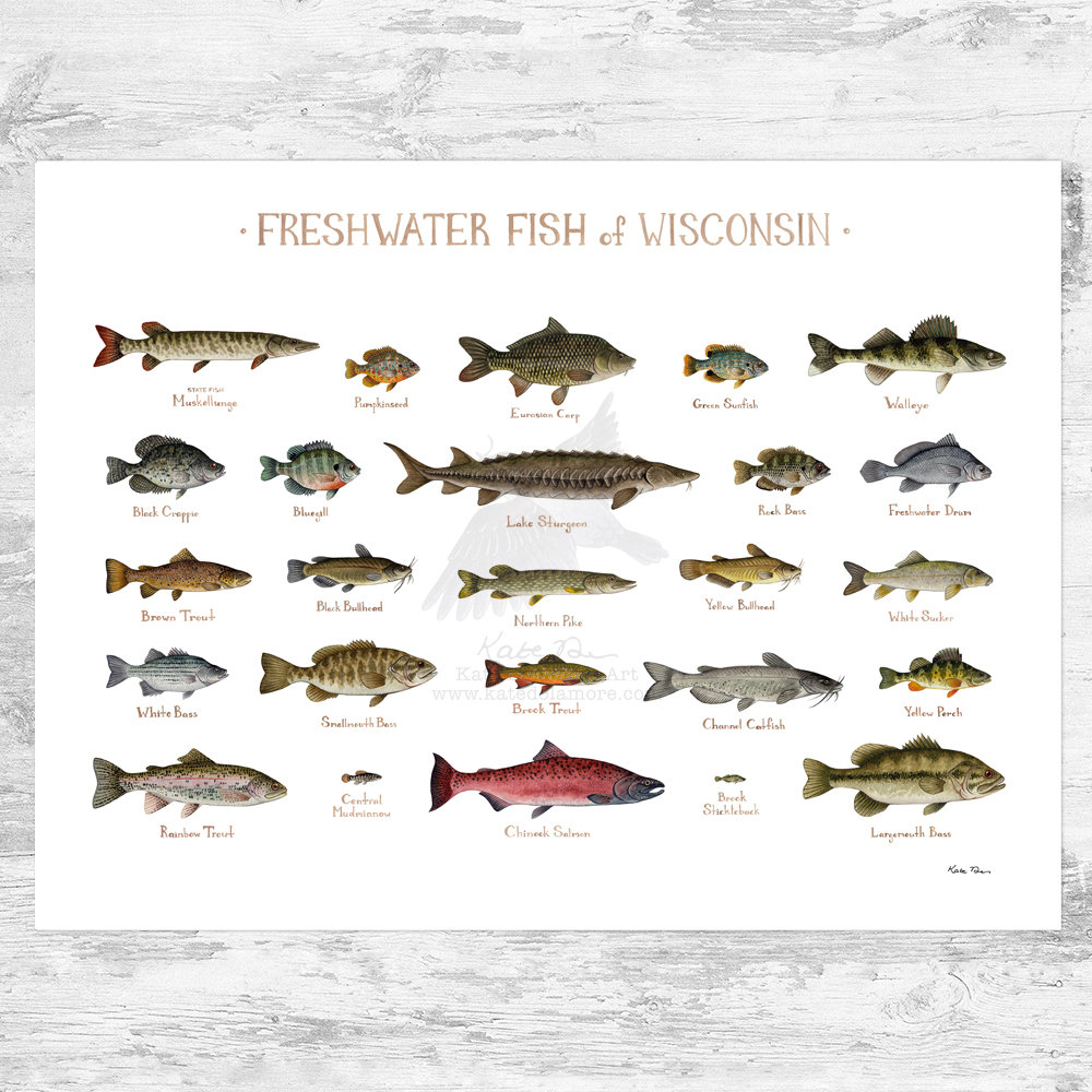 Wisconsin Freshwater Fish Field Guide Art Print / Fish Nature Study ...