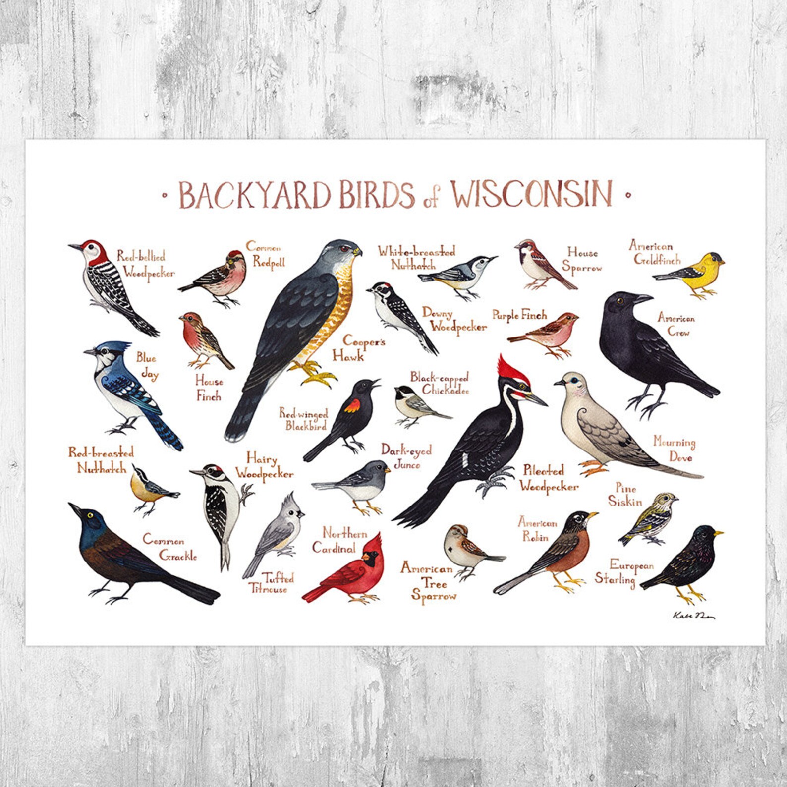 Wisconsin Backyard Birds Field Guide Art Print / Watercolor - Etsy