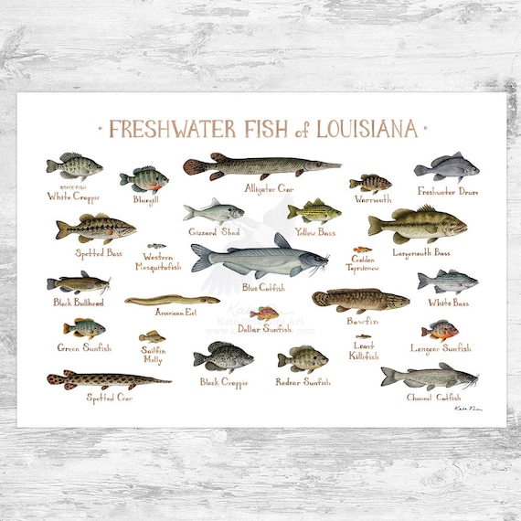 Louisiana Freshwater Fish Field Guide Art Print / Fish Nature - Etsy