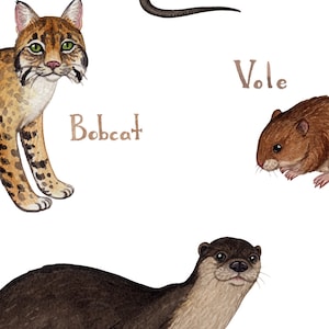 Rhode Island Land Mammals Field Guide Art Print / Animals of Rhode ...