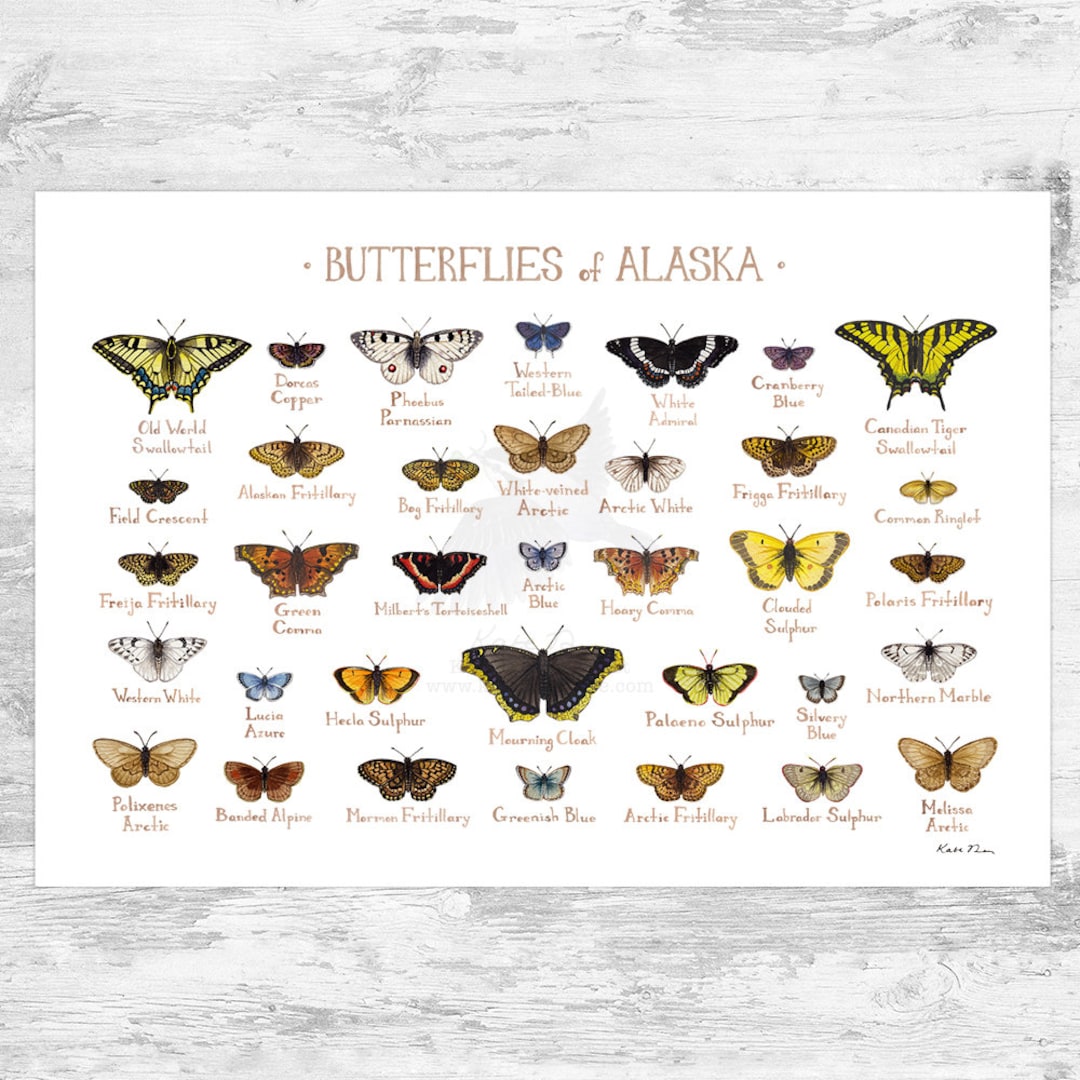 Alaska Butterflies Field Guide Art Print / Butterfly Poster / Nature ...