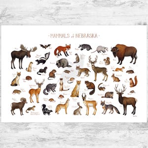 Nebraska Mammals Field Guide Art Print / Animals of Nebraska ...