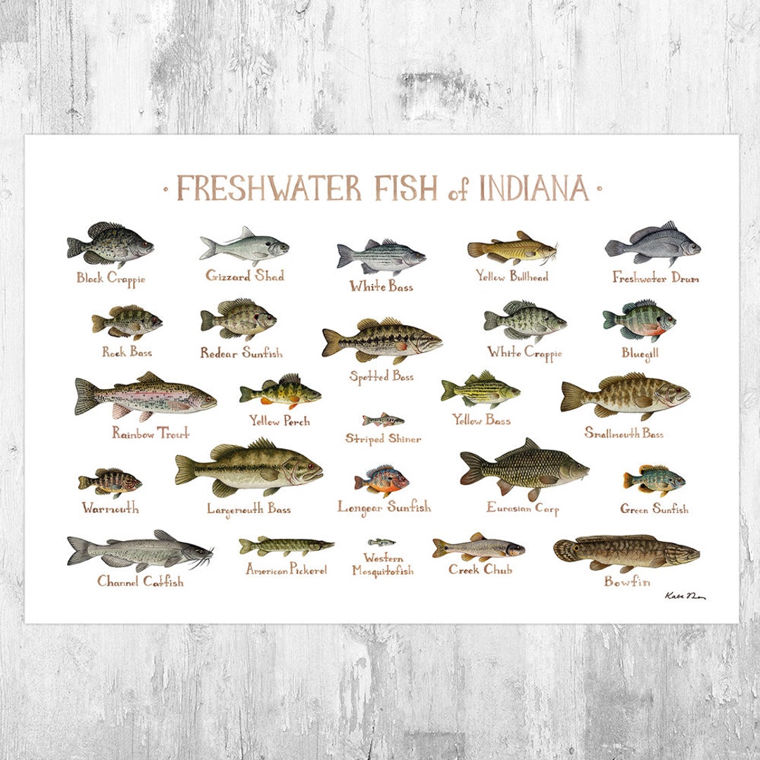 Indiana Freshwater Fish Field Guide Art Print / Fish Nature Study ...