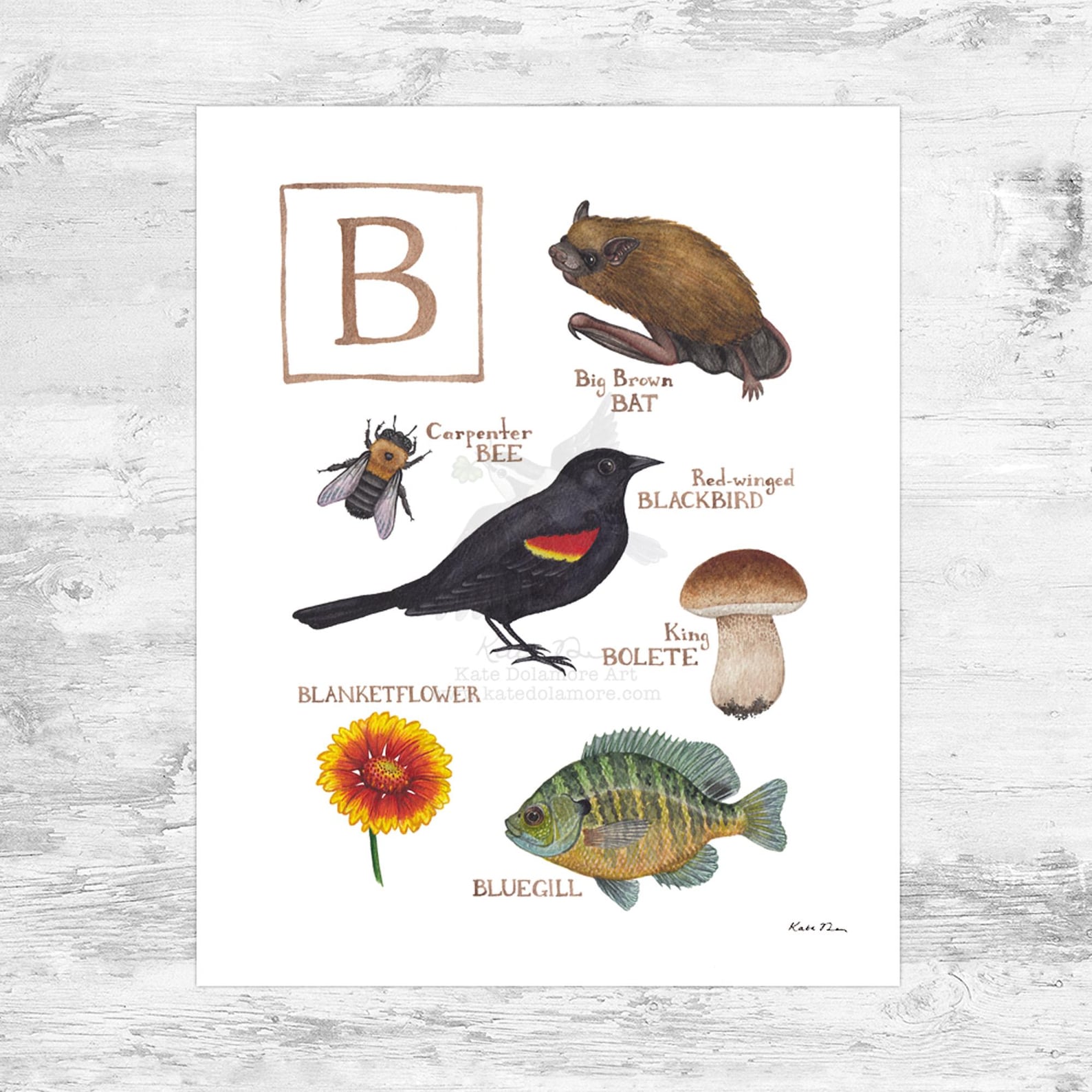Letter "b" Nature Alphabet Art Print / 8x10 Monogram Initial Wall Art ...