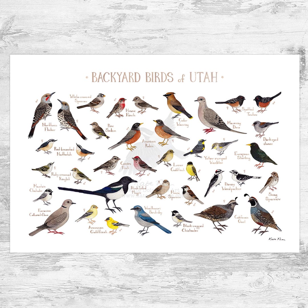 Utah Backyard Birds Field Guide Art Print / Watercolor Painting Print ...