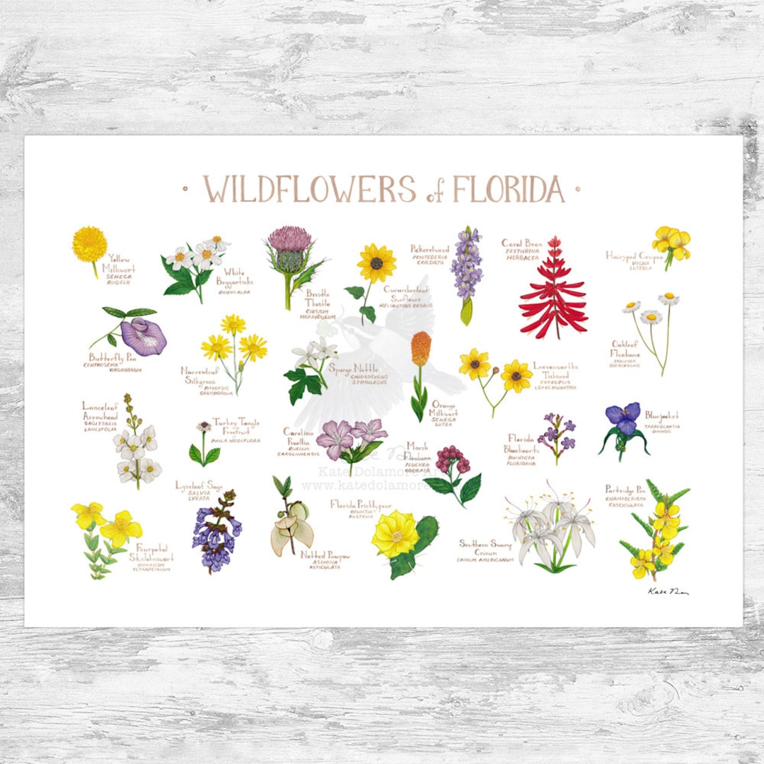 Florida Wildflowers Field Guide Art Print / Common Flowers of Florida ...