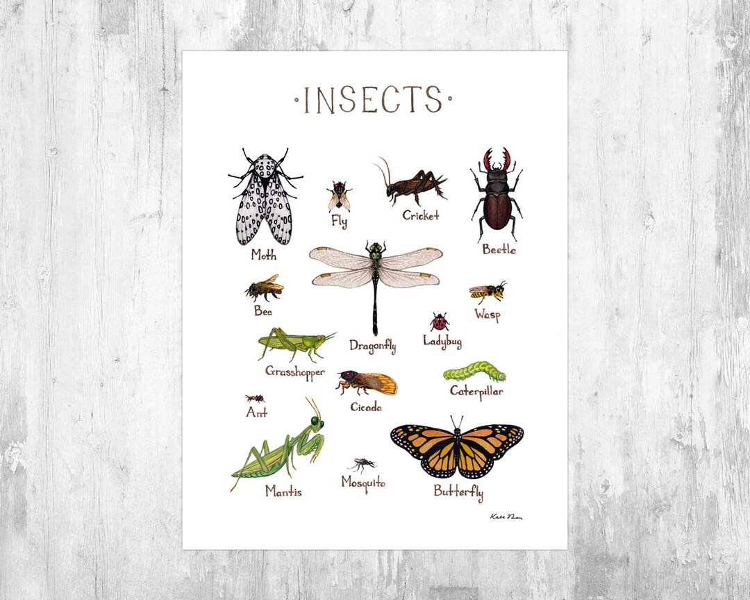Insects Field Guide Art Print / Insect Collection / Watercolor Painting ...