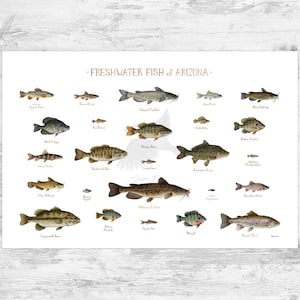 Arizona Freshwater Fish Field Guide Art Print / Fish Nature Study ...