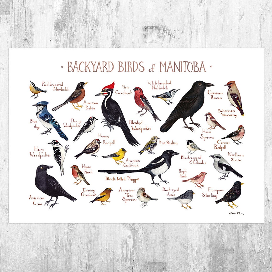 Manitoba Backyard Birds Field Guide Art Print / Watercolor | Etsy Canada