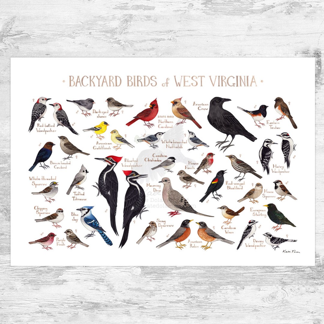 West Virginia Backyard Birds Field Guide Art Print / Watercolor ...