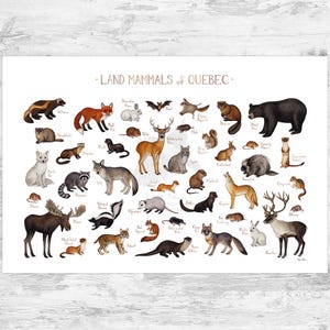 Quebec Land Mammals Field Guide Art Print / Animals of Canada ...