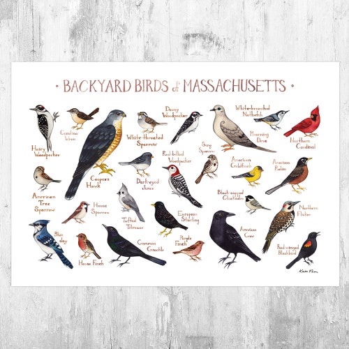 Maine Backyard Birds Field Guide Art Print / Watercolor - Etsy