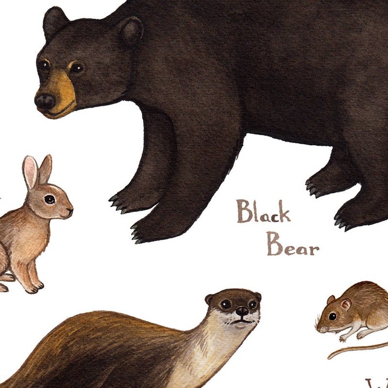 Pennsylvania Mammals Field Guide Art Print / Animals of | Etsy