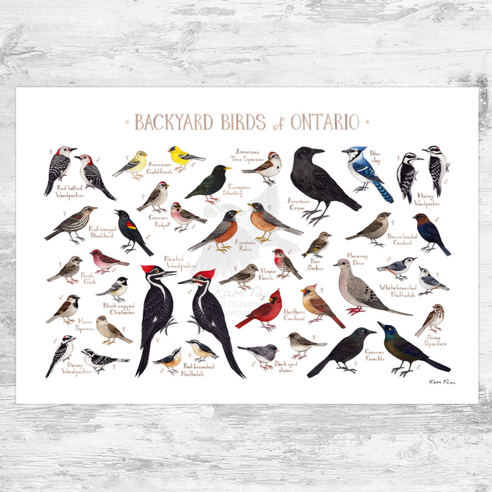 Ontario Backyard Birds Field Guide Art Print / Watercolor - Etsy Canada