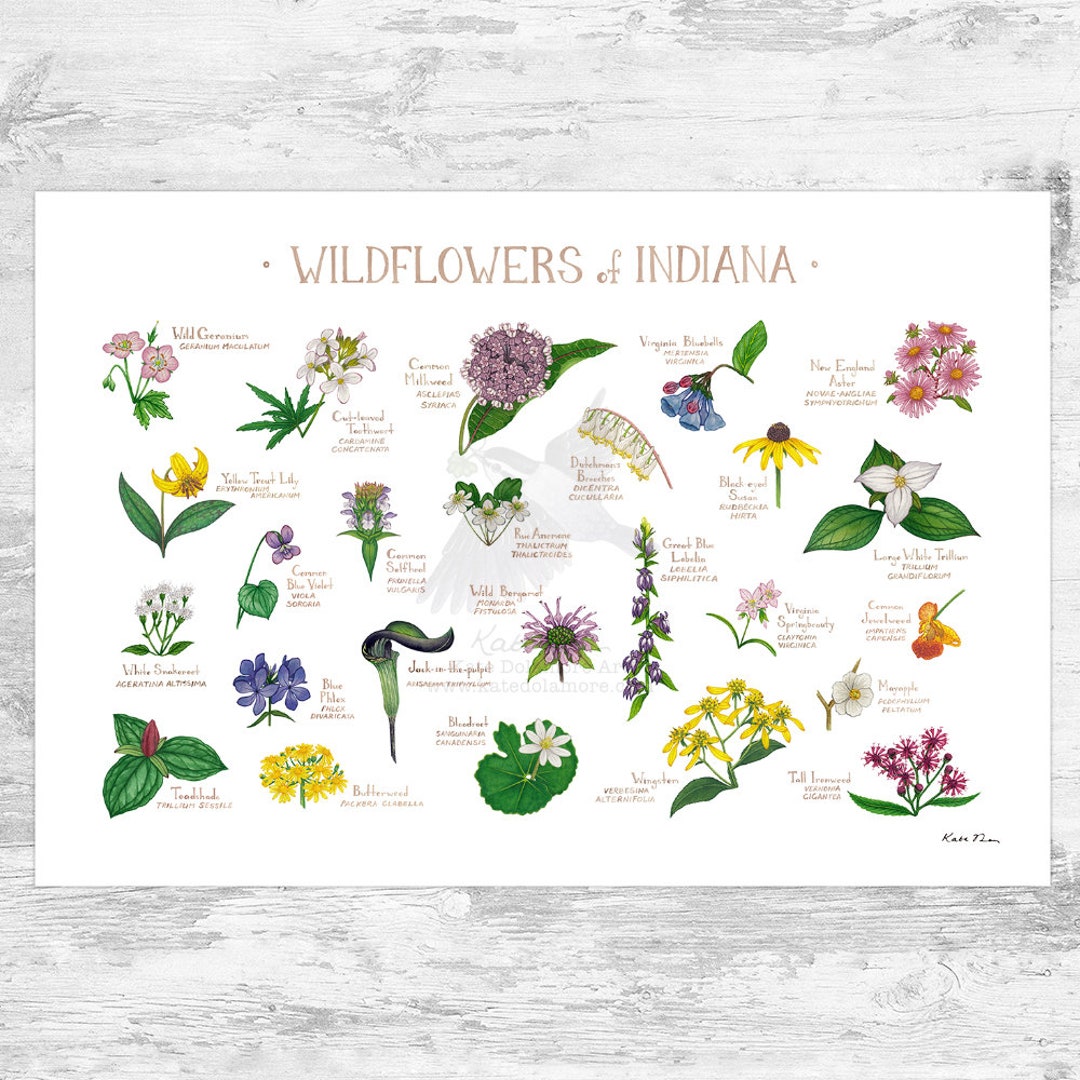 Indiana Wildflowers Field Guide Art Print / Common Flowers of Indiana ...