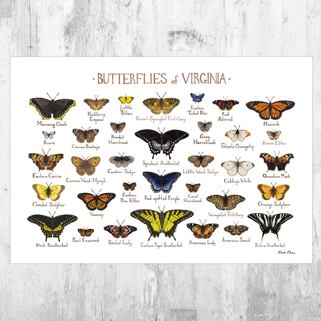 Virginia Butterflies Field Guide Art Print / Butterfly Poster ...