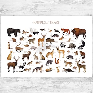 Texas Land Mammals Field Guide Art Print / Animals of Texas ...
