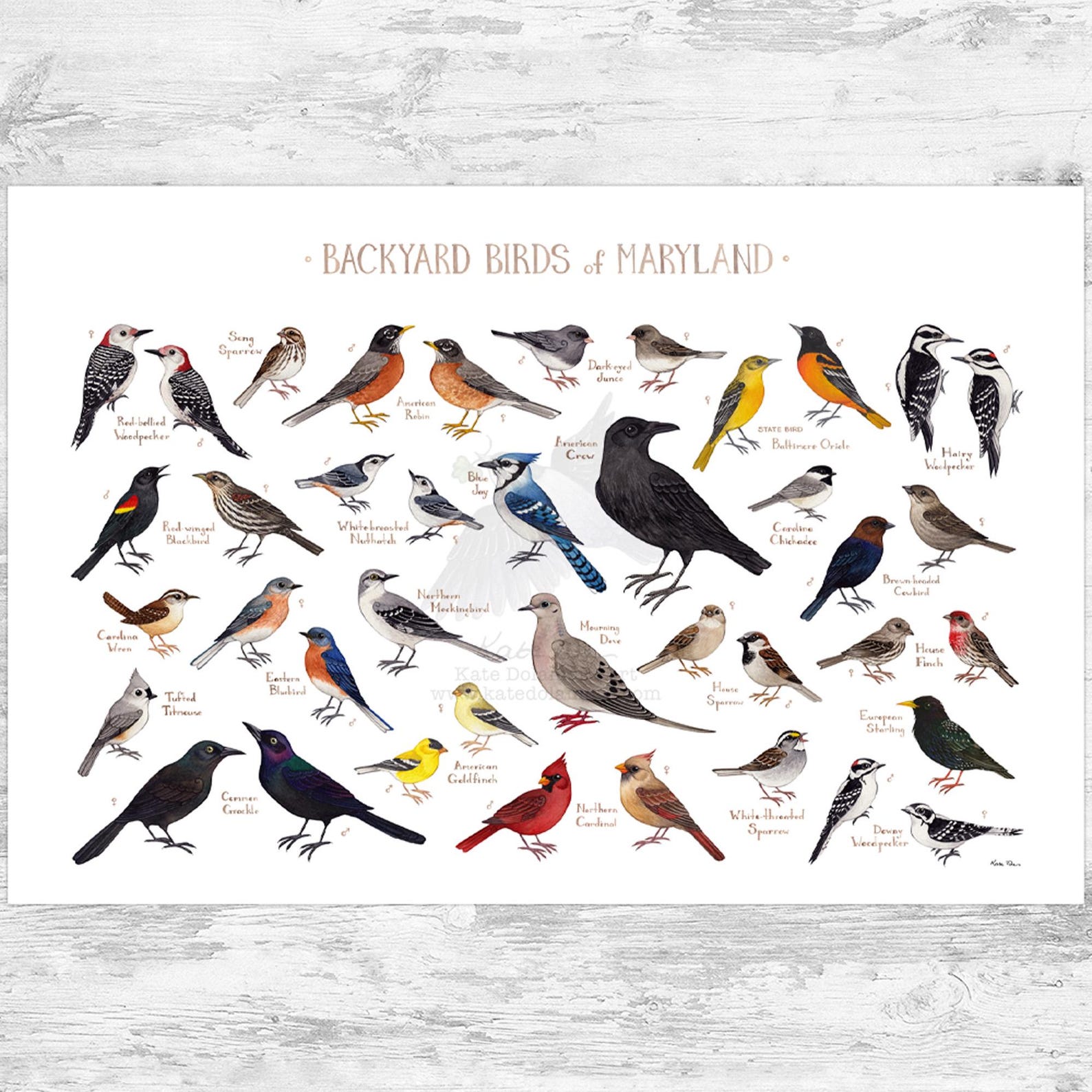 Maryland Backyard Birds Field Guide Art Print / Watercolor Painting ...