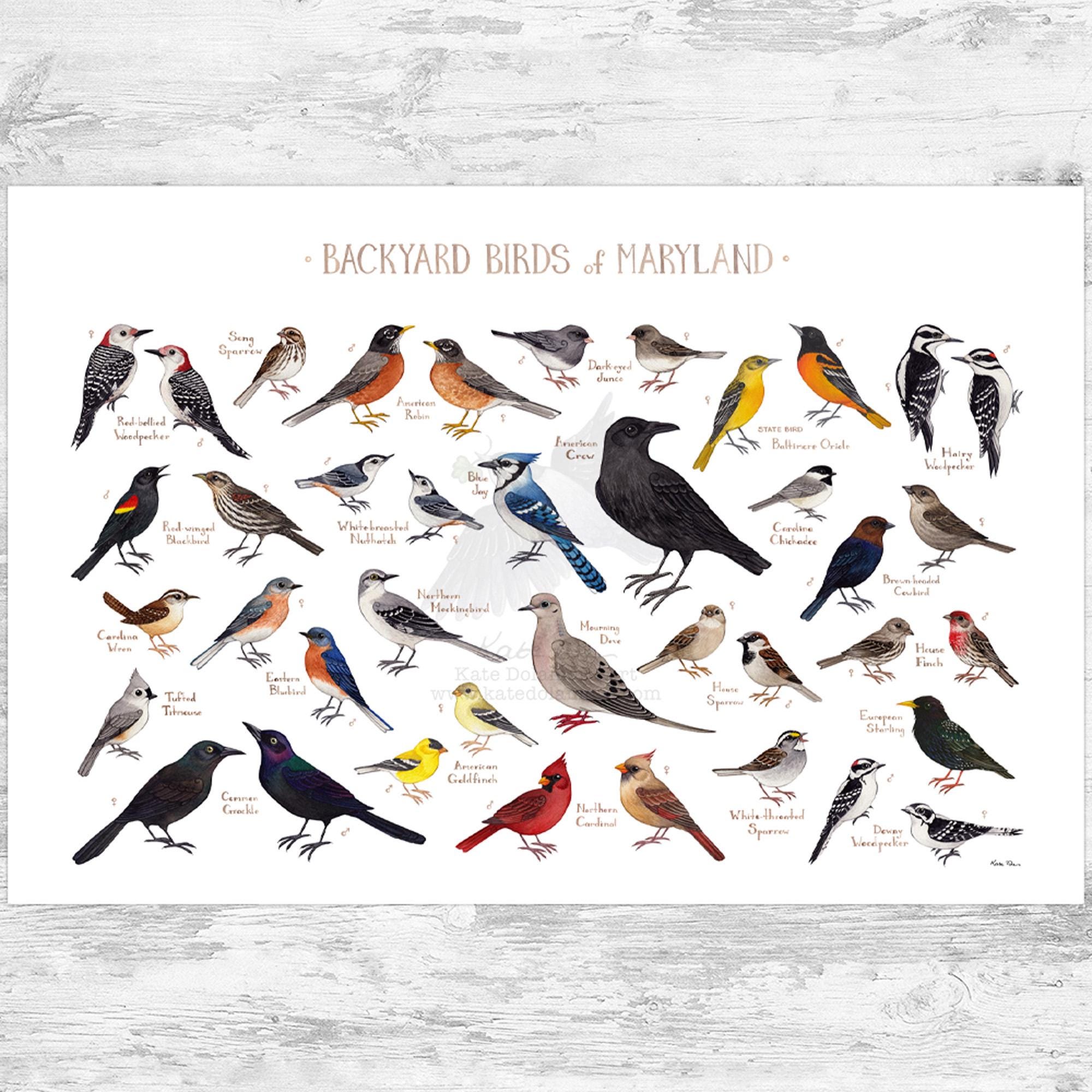 Maryland Backyard Birds Field Guide Art Print / Watercolor Painting ...