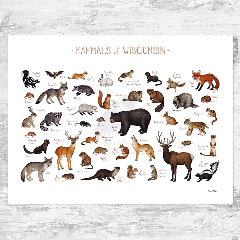 Wisconsin Mammals Field Guide Art Print / Animals of Wisconsin ...