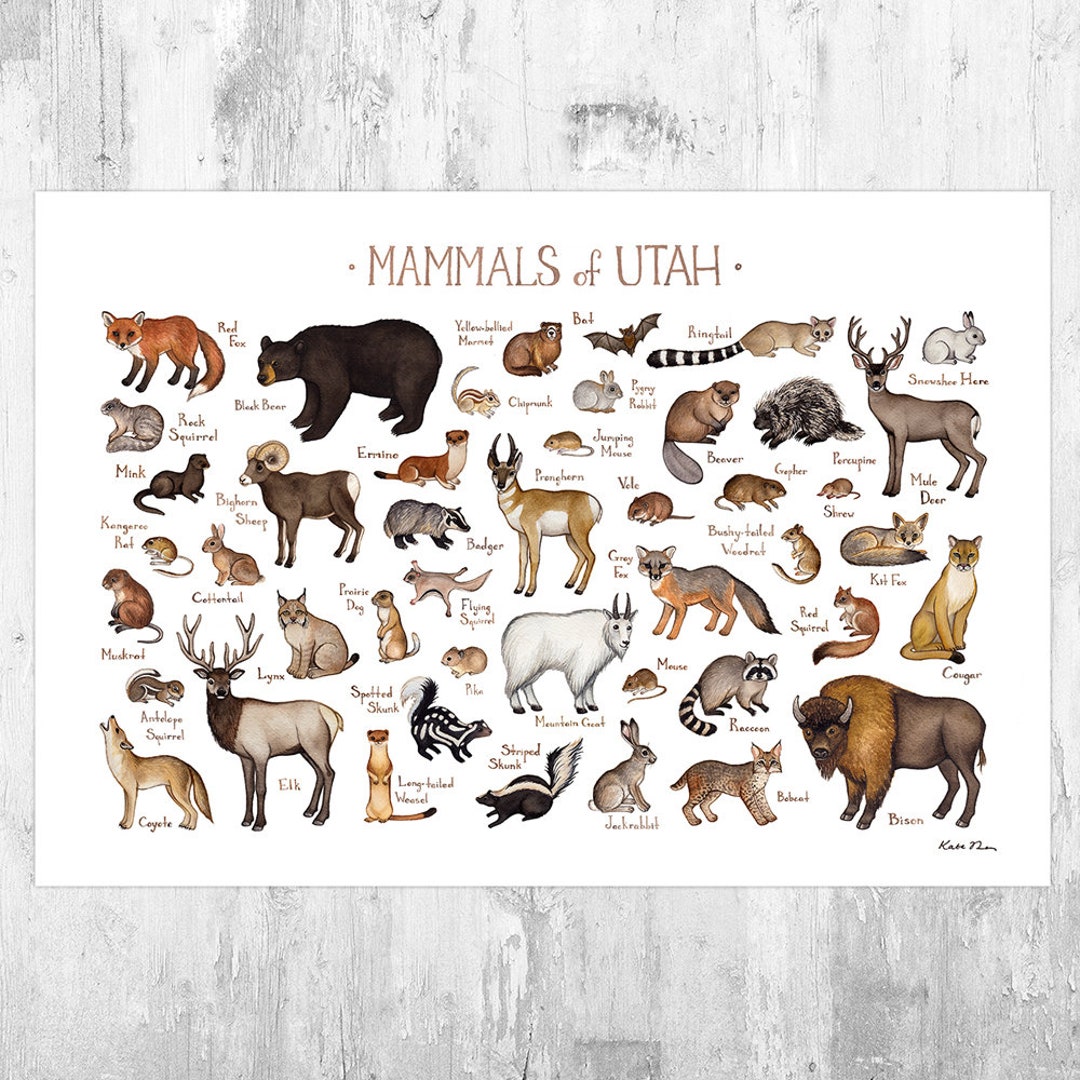 Utah Land Mammals Field Guide Art Print / Animals of Utah / Watercolor ...