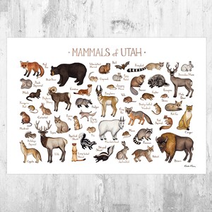 Utah Land Mammals Field Guide Art Print / Animals of Utah / Watercolor ...