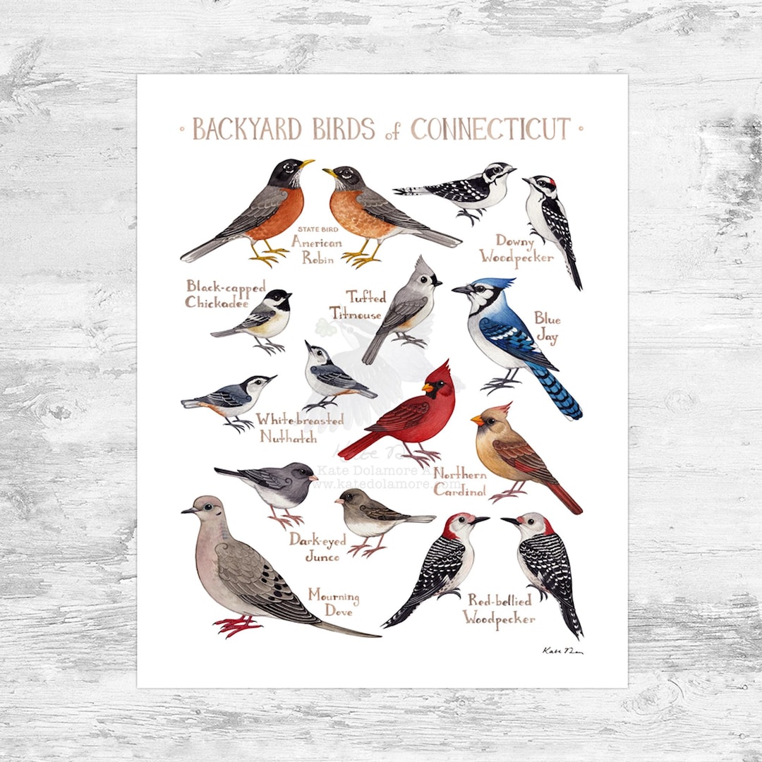 Connecticut Backyard Birds Field Guide Art Print Mini 8x10 - Etsy