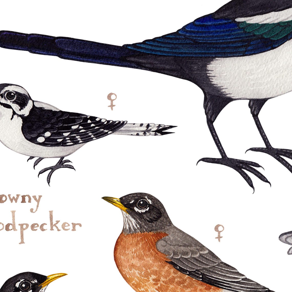 Alberta Backyard Birds Field Guide Art Print / Watercolor Painting ...