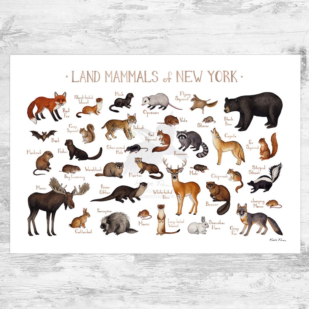 New York Land Mammals Field Guide Art Print / Animals of New York ...