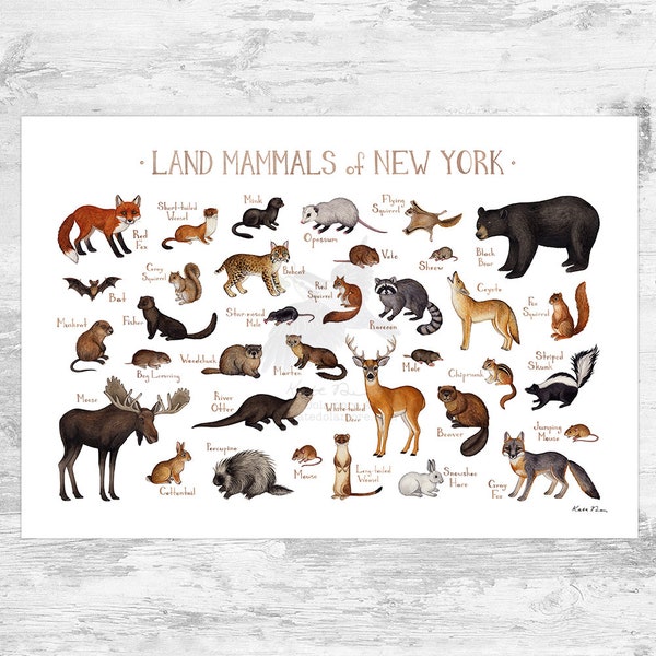 Wildlife of New York Print - Etsy