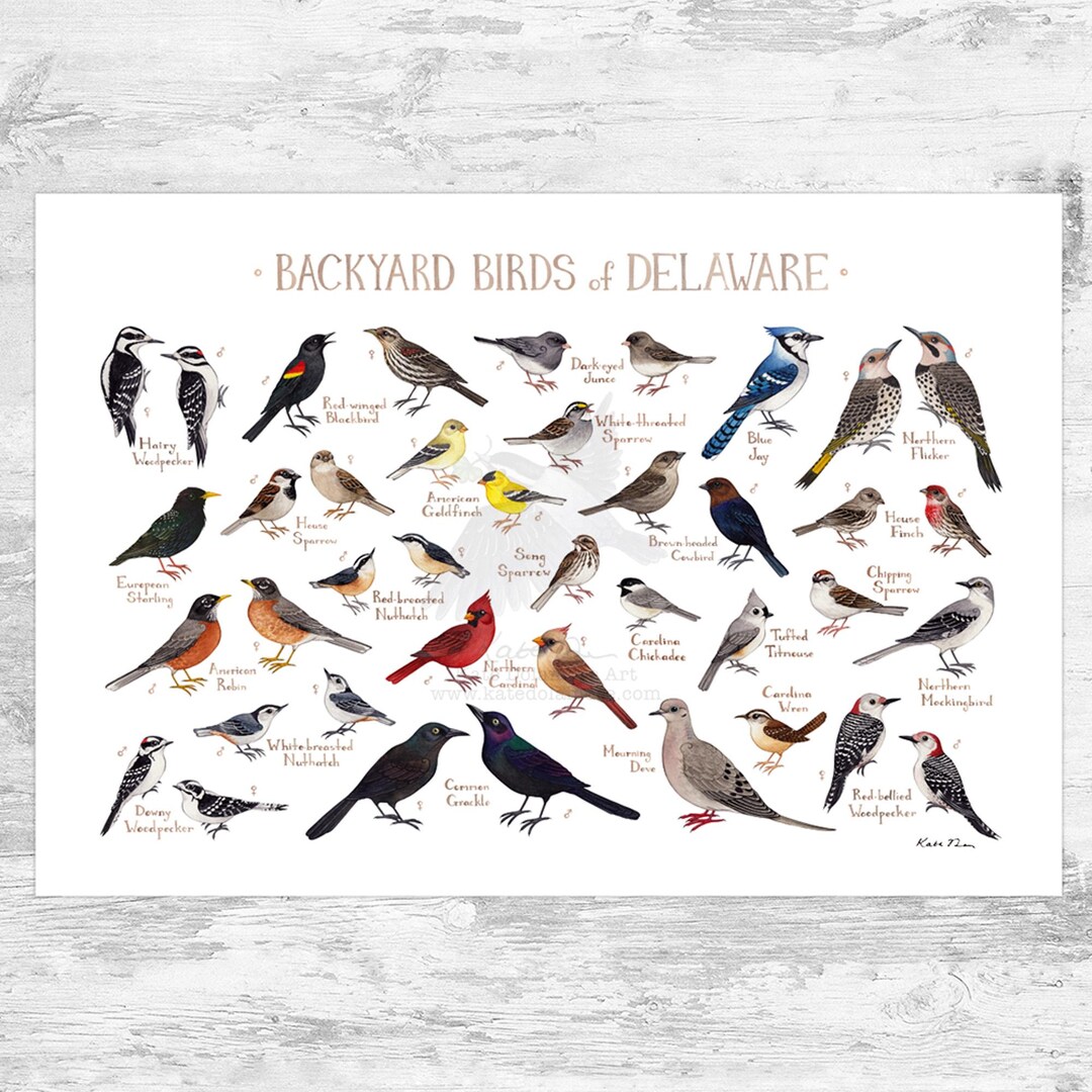 Delaware Backyard Birds Field Guide Art Print / Watercolor Painting ...