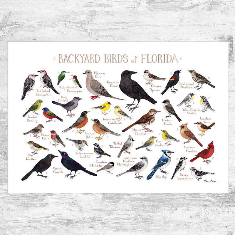 Florida Bird Art - Etsy